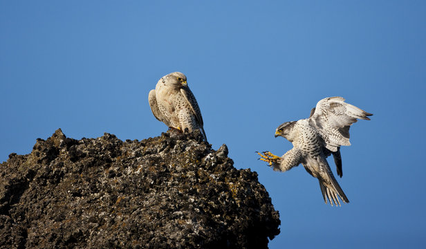 Baby Gyrfalcon