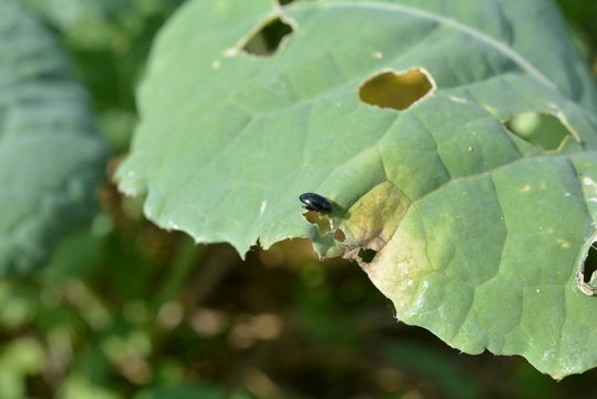 Altise 이미지 – 찾아보기 122 스톡 사진, 벡터 및 비디오 | Adobe Stock