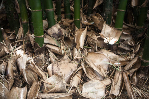 "Dry bamboo leaves" Stock photo and royalty-free images on Fotolia.com ...