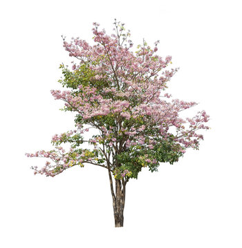 Isolated Tabebuia Rosea Trees On White Background Stock, 50% OFF