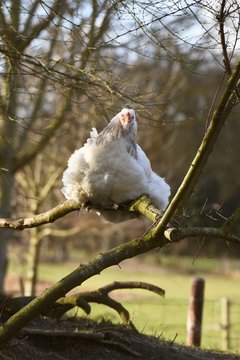 Riesenhuhn bilder – Bläddra bland 67 stockfoton, vektorer och videor ...