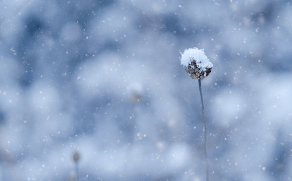 Frostblumen Bilder – Durchsuchen 165,515 Archivfotos, Vektorgrafiken ...