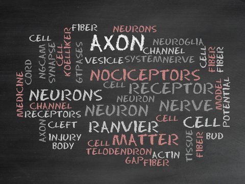 Imágenes de Telodendron: descubre bancos de fotos, ilustraciones ...