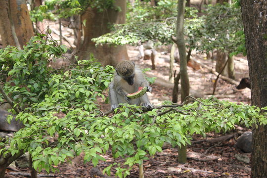 "Green Monkey"-Bilder: Stock-Fotos & -Videos. | Adobe Stock