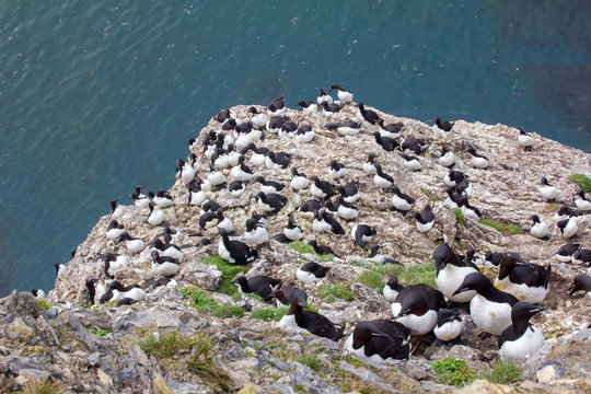 Ichthyophagi Images – Browse 34 Stock Photos, Vectors, and Video ...