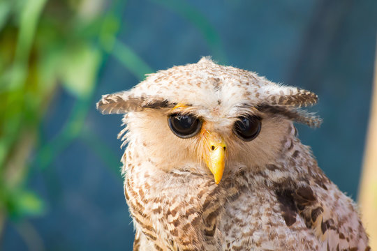 Malayo Images – Browse 56 Stock Photos, Vectors, and Video | Adobe Stock