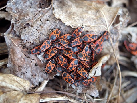 "Fire Bugs" Images – Browse 69 Stock Photos, Vectors, and Video | Adobe ...