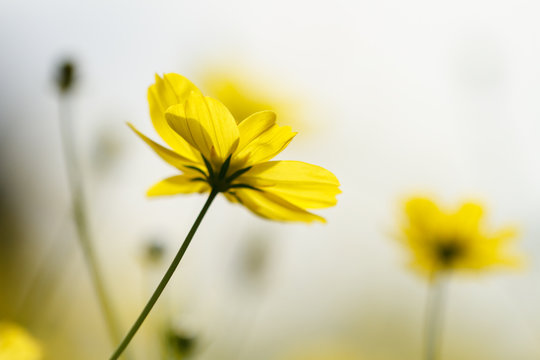 รูปภาพFlowre – เลือกดูภาพถ่ายสต็อก เวกเตอร์ และวิดีโอ133 | Adobe Stock