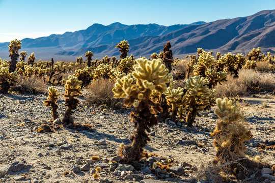 "Jumping Cholla" Images – Browse 1,077 Stock Photos, Vectors, and Video ...