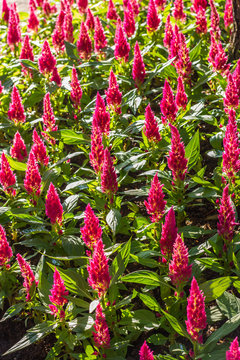 รูปภาพPlumosa – เลือกดูภาพถ่ายสต็อก เวกเตอร์ และวิดีโอ859 | Adobe Stock