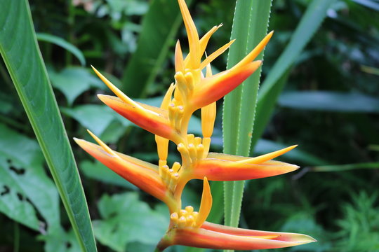 Helikonia Images – Browse 39 Stock Photos, Vectors, and Video | Adobe Stock