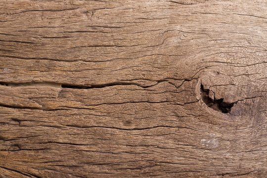 Imagens de Gnawed – Explore Fotografias do Stock, Vetores e Vídeos de ...