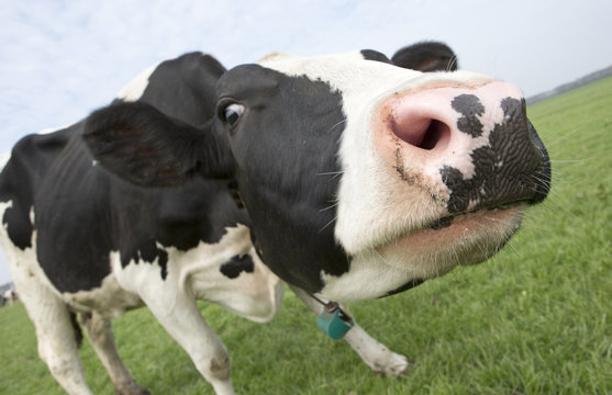 Cowhead Images – Parcourir 120 le catalogue de photos, vecteurs et ...