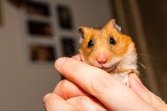 รูปภาพChomik – เลือกดูภาพถ่ายสต็อก เวกเตอร์ และวิดีโอ339 | Adobe Stock