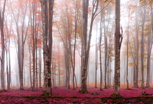 "Red Forest" Images – Browse 486 Stock Photos, Vectors, and Video ...
