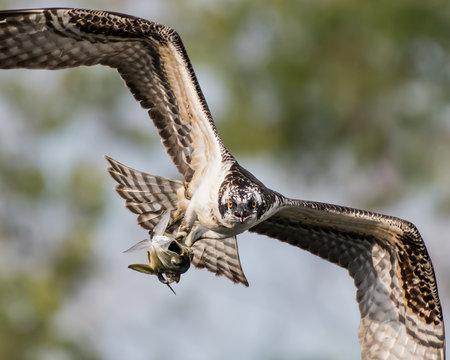 Pogie Images – Browse 55 Stock Photos, Vectors, and Video | Adobe Stock