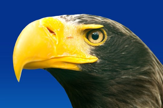 Avialae bilder – Bläddra bland 513 stockfoton, vektorer och videor ...