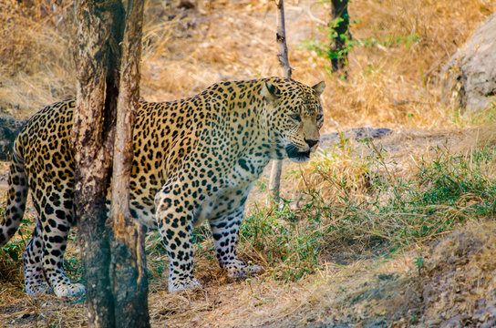 Lepord Images – Browse 55 Stock Photos, Vectors, and Video | Adobe Stock