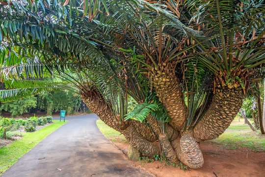 รูปภาพCycadales – เลือกดูภาพถ่ายสต็อก เวกเตอร์ และวิดีโอ250 | Adobe Stock