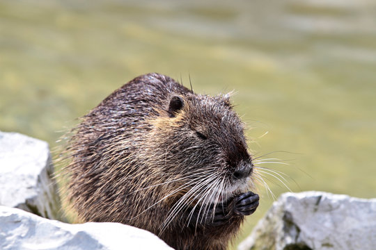 「Castorimorpha」の写真素材 | 79件の無料イラスト画像 | Adobe Stock