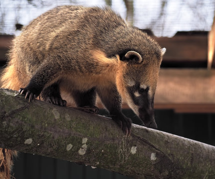 Nosuh Bilder – Durchsuchen 25 Archivfotos, Vektorgrafiken und Videos ...