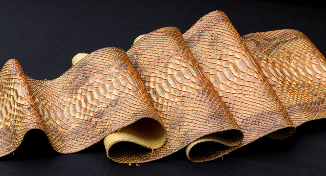 Snakeskin Images – Browse 29,608 Stock Photos, Vectors, and Video ...