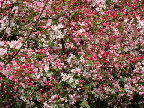 Zierapfelbaum-Bilder: Stock-Fotos & -Videos. | Adobe Stock