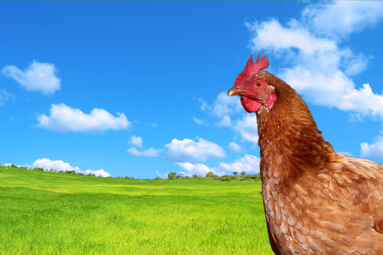 รูปภาพGallina – เลือกดูภาพถ่ายสต็อก เวกเตอร์ และวิดีโอ32,213 | Adobe Stock