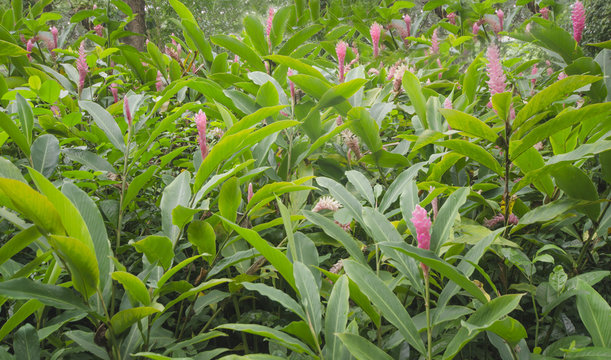 "Pink Ginger" Bilder – Durchsuchen 98 Archivfotos, Vektorgrafiken und ...