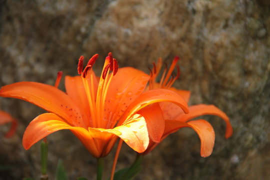 รูปภาพJulia – เลือกดูภาพถ่ายสต็อก เวกเตอร์ และวิดีโอ6,218 | Adobe Stock