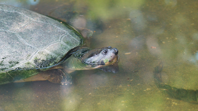Podocnemis Imagens – Procure 319 fotos, vetores e vídeos | Adobe Stock