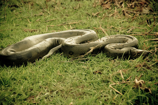 รูปภาพAnakonda – เลือกดูภาพถ่ายสต็อก เวกเตอร์ และวิดีโอ164 | Adobe Stock