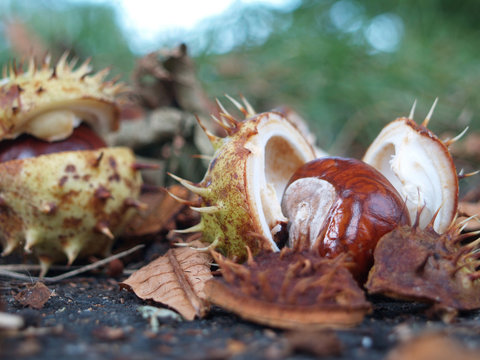 Chestnut Shell