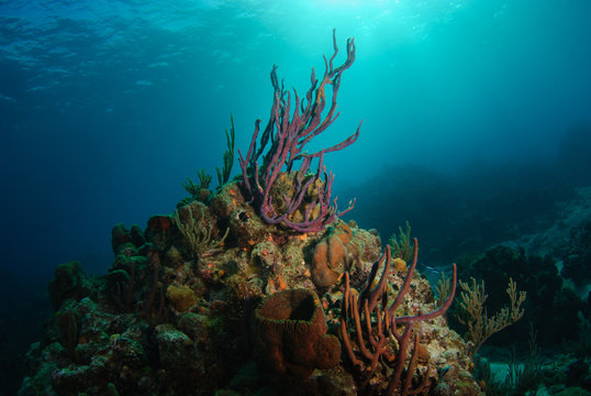 รูปภาพReefscape – เลือกดูภาพถ่ายสต็อก เวกเตอร์ และวิดีโอ1,930 | Adobe Stock