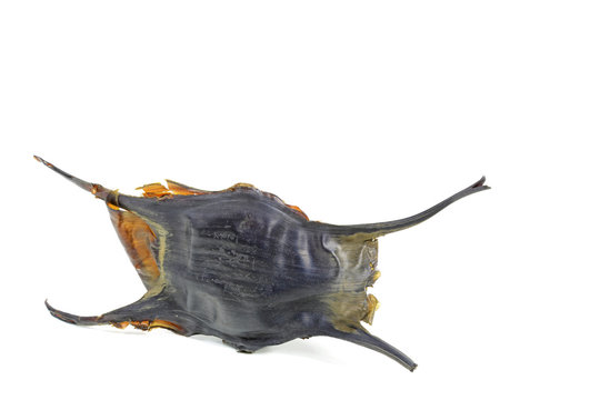 「Knorpelfisch」の画像 - 106 件の Stock 写真、ベクターおよびビデオ | Adobe Stock