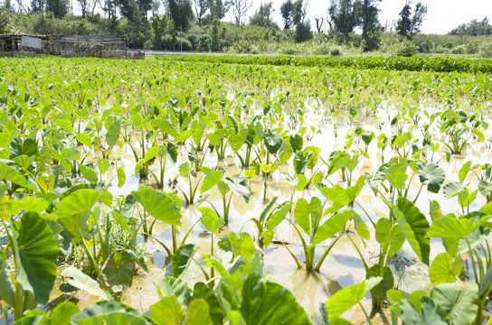 「Ratalu」の画像 - 2,131 件の Stock 写真、ベクターおよびビデオ | Adobe Stock