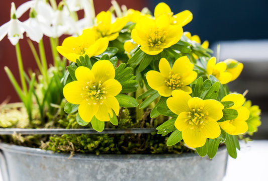 "Eranthis Billeder – Gennemse 2,531 stockfotos, vektorer og videoer ...