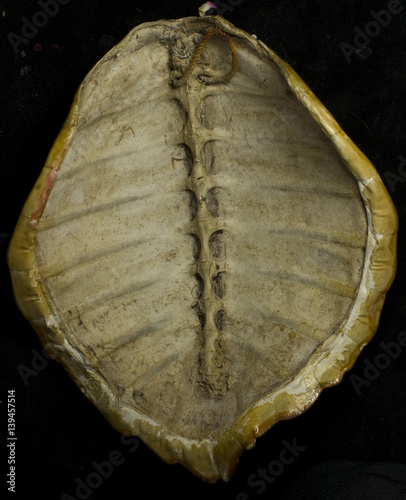 "Backbone Inside Turtle Shell" Stock photo and royalty-free images on ...