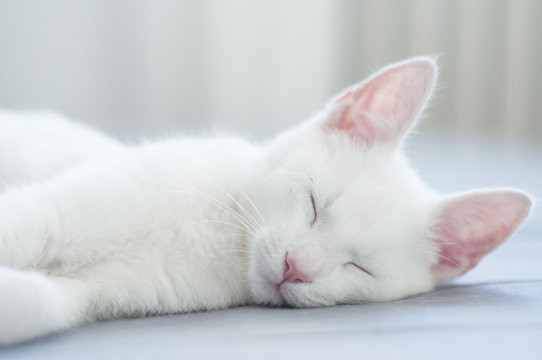 Imágenes de Kot: descubre bancos de fotos, ilustraciones, vectores y ...