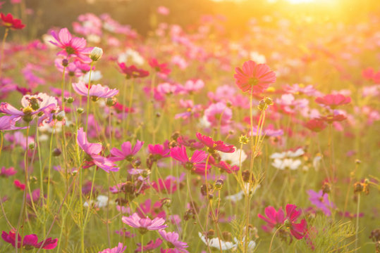 รูปภาพBoonrawd – เลือกดูภาพถ่ายสต็อก เวกเตอร์ และวิดีโอ86 | Adobe Stock