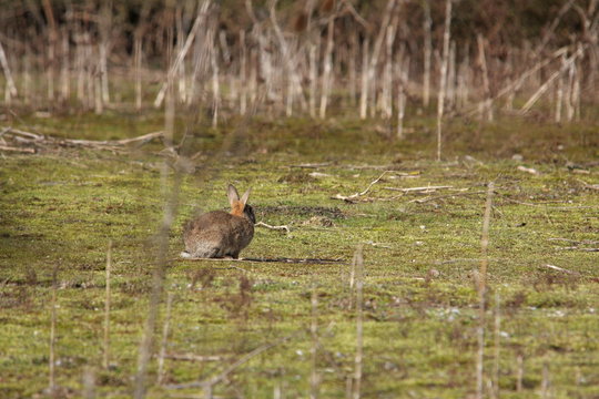 Lagomorphe 影像 – 瀏覽 83 個素材庫相片、向量圖和影片 | Adobe Stock