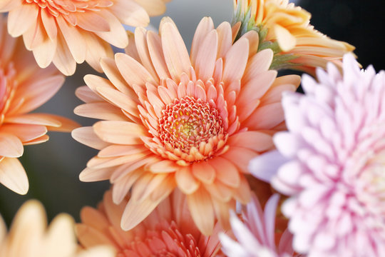 "Transvaal Daisy" Images – Browse 17,077 Stock Photos, Vectors, and ...