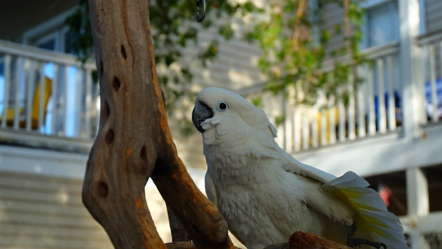 Cacadu Images – Browse 65 Stock Photos, Vectors, and Video | Adobe Stock