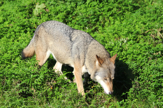 「Caniforms」の写真素材 | 5,130件の無料イラスト画像 | Adobe Stock