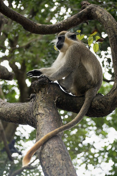 "Green Monkey" Images – Browse 1,698 Stock Photos, Vectors, and Video ...