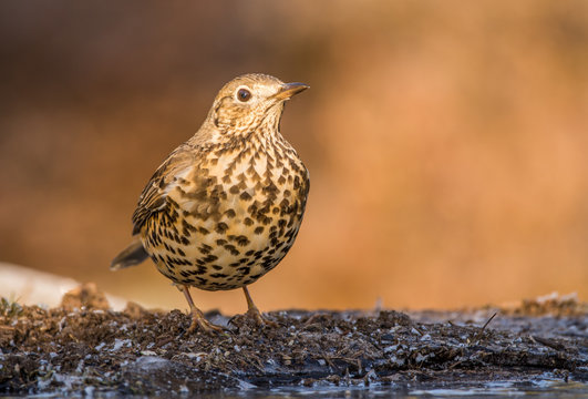 Trush Images – Browse 651 Stock Photos, Vectors, and Video | Adobe Stock