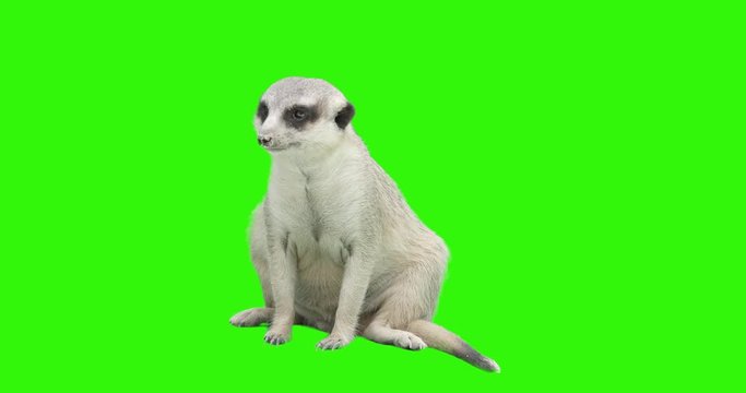 Suricate Images – Parcourir 61,357 le catalogue de photos, vecteurs et ...