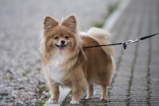 Volpino Italiano Brown