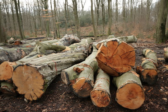 Grume Images – Parcourir 657 le catalogue de photos, vecteurs et vidéos ...