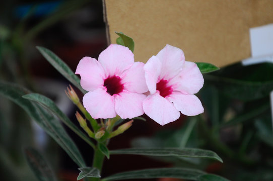 Kemboja Images – Browse 44 Stock Photos, Vectors, and Video | Adobe Stock